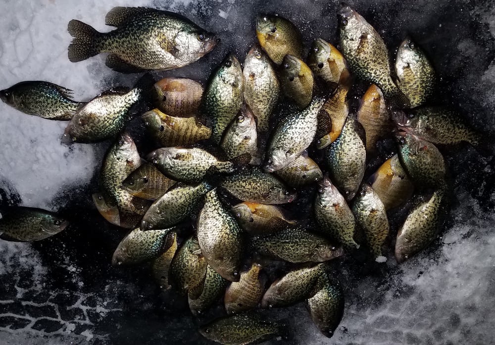 Excellent Panfish bite in the Alexandria Lakes Area! - Explore ...
